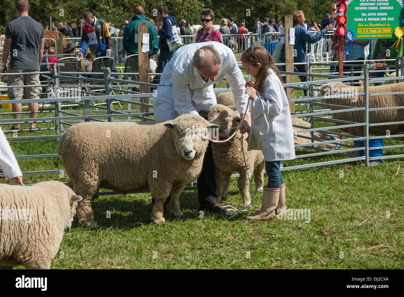 Sheep judging at show Stock Photo - Alamy