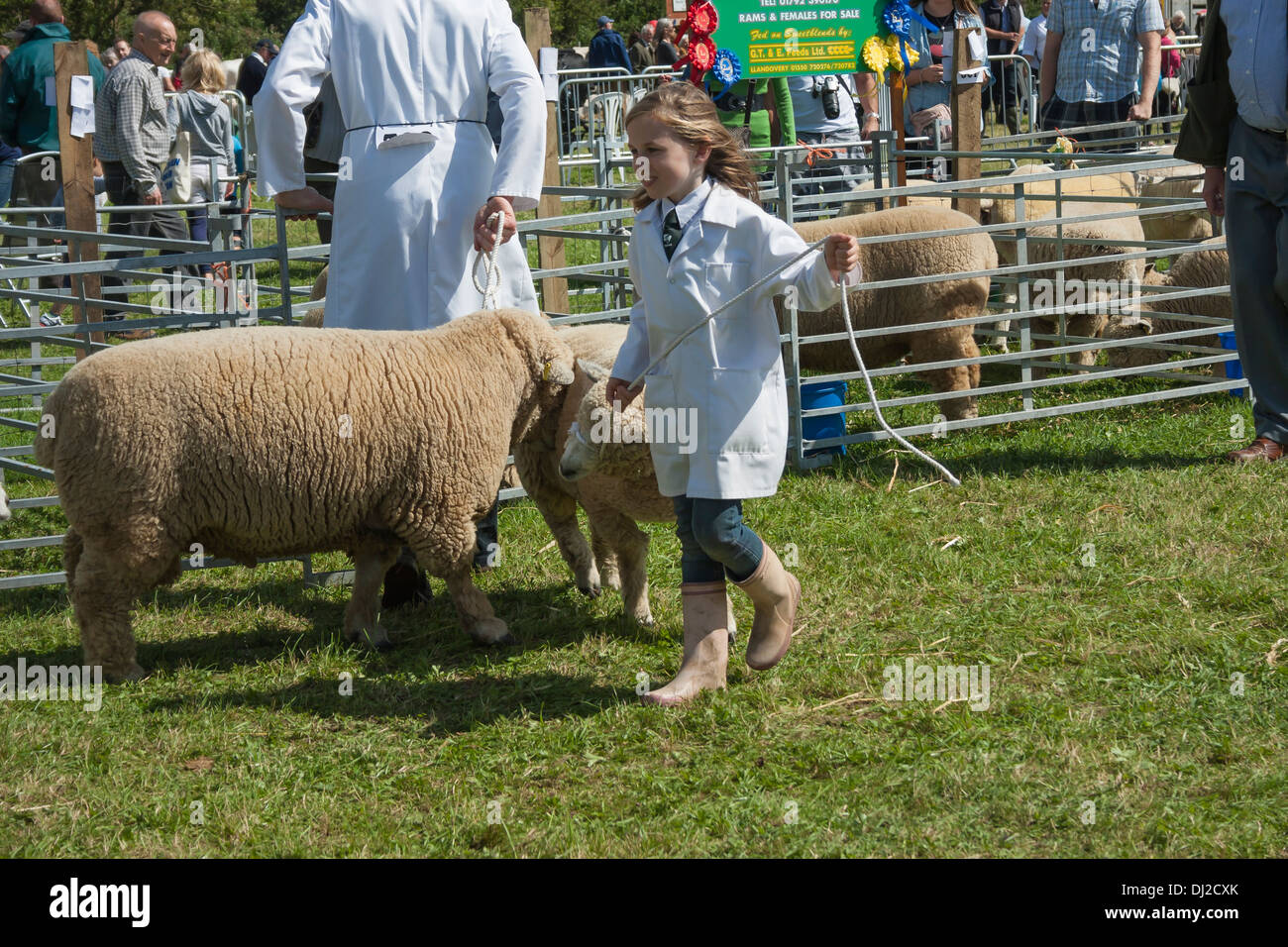 Sheep judging at show Stock Photo - Alamy