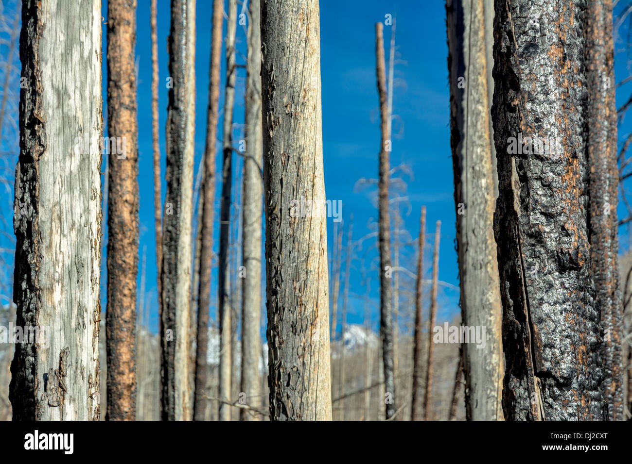 Fire burnt trees hi-res stock photography and images - Alamy