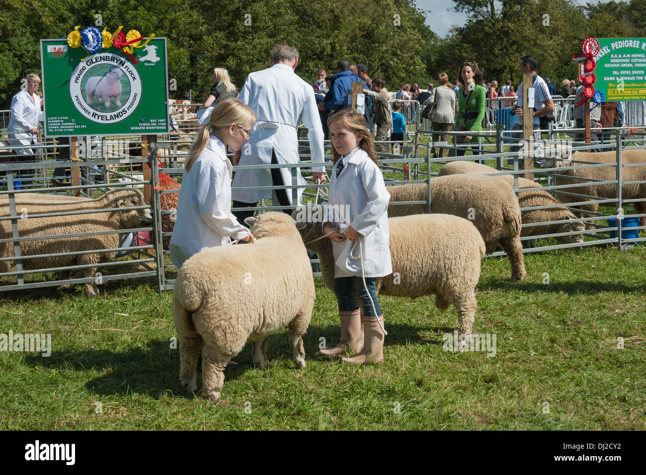 Sheep judging at show Stock Photo - Alamy