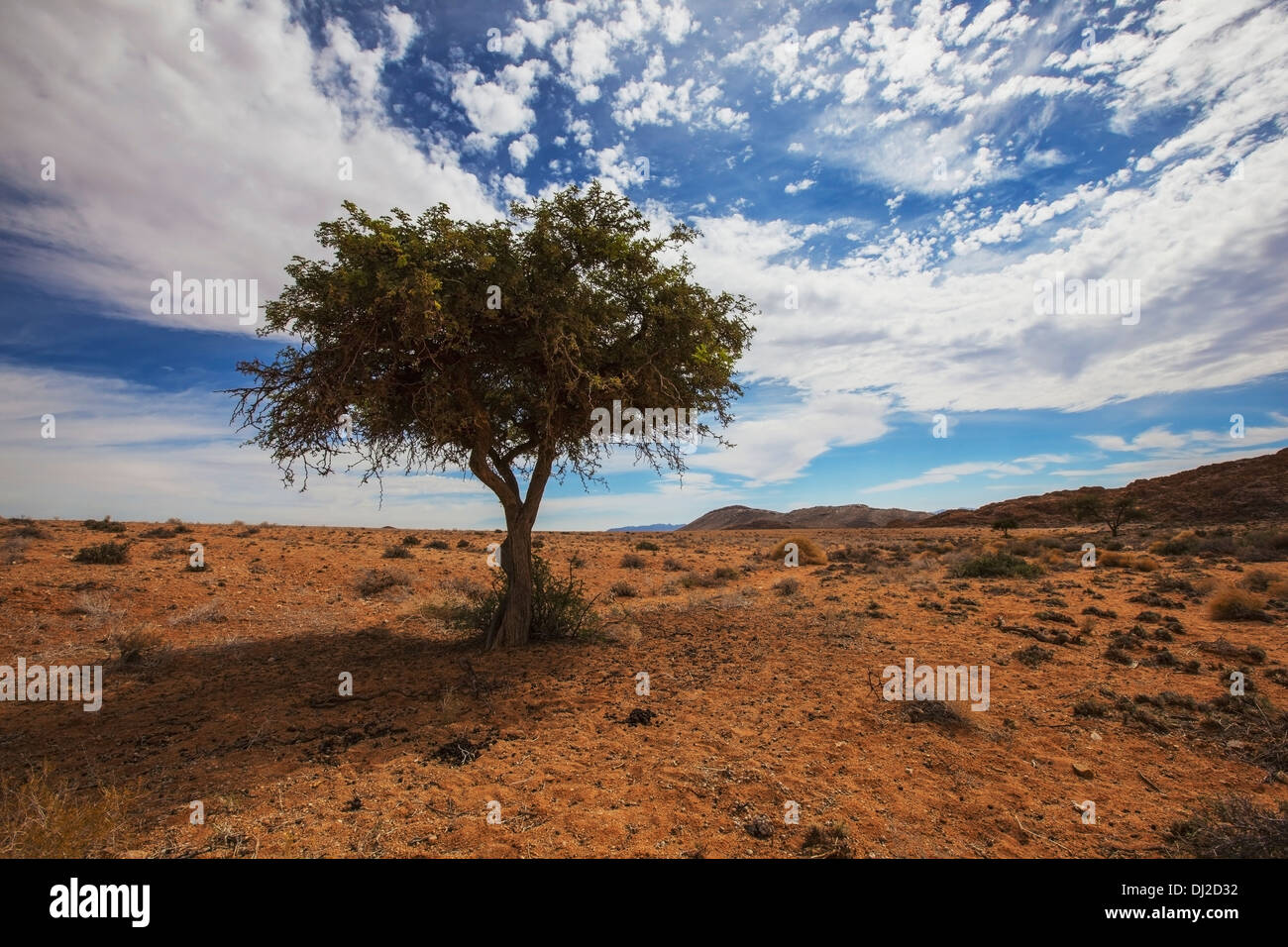 Acacia Tree In The Desert; Klein-Aus Vista, Namibia Stock Photo - Alamy