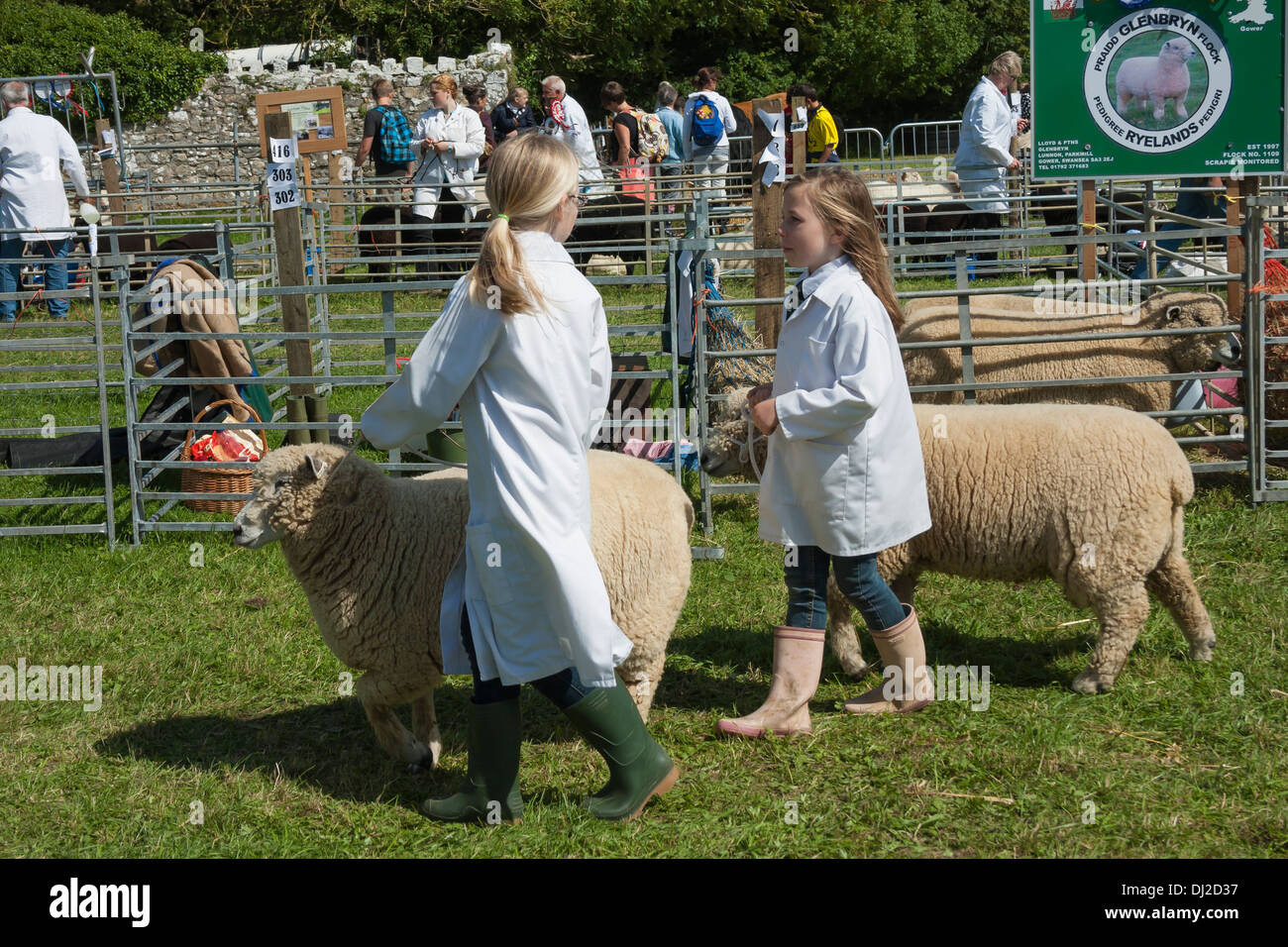 Sheep judging at show Stock Photo - Alamy