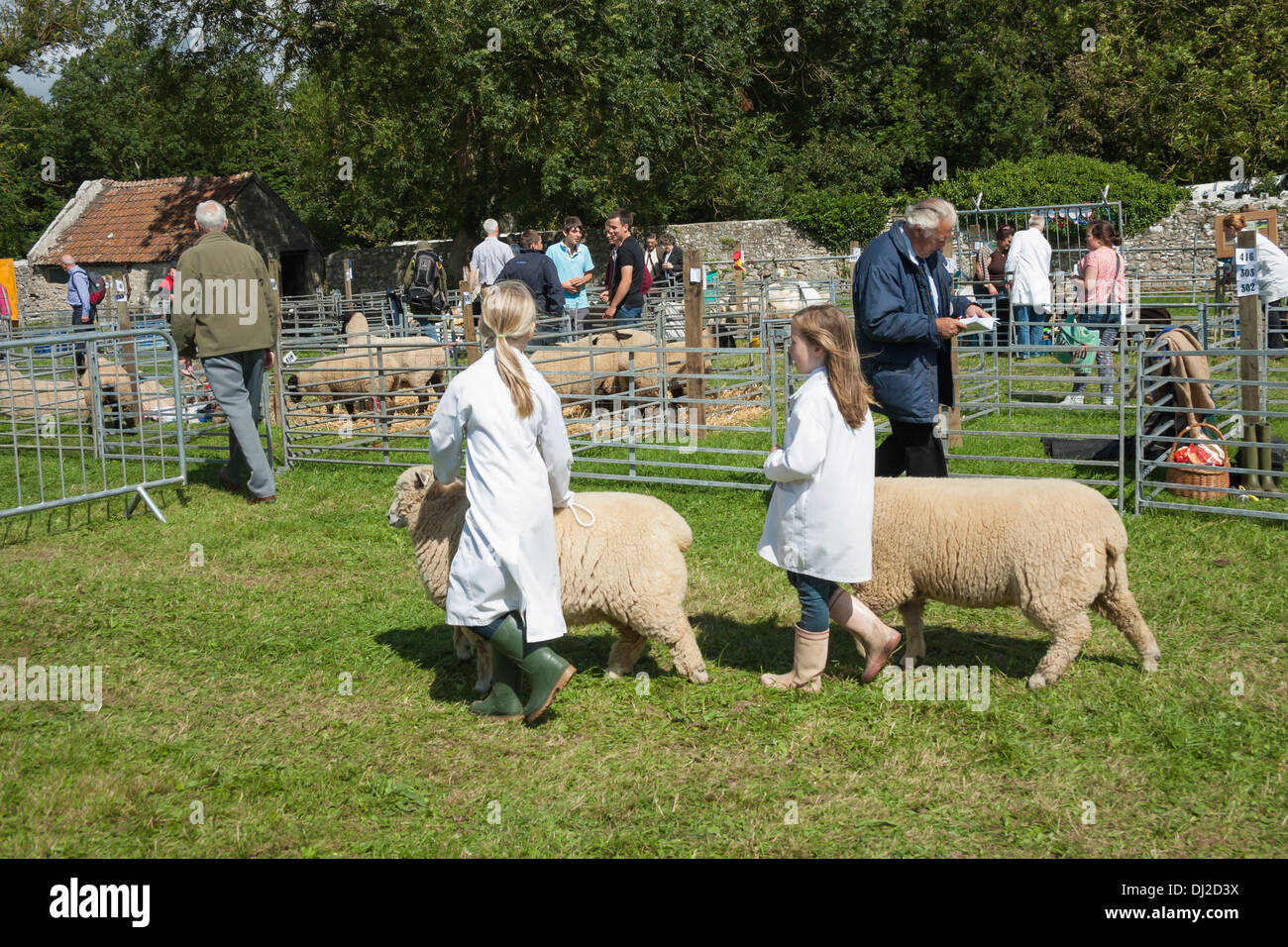 Sheep judging at show Stock Photo - Alamy