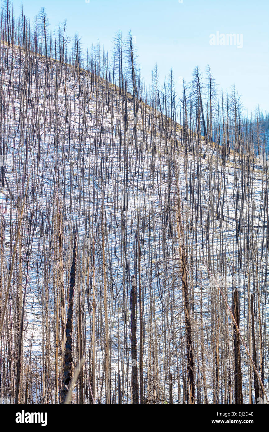 Stick patterns in a forest burn area Stock Photo - Alamy