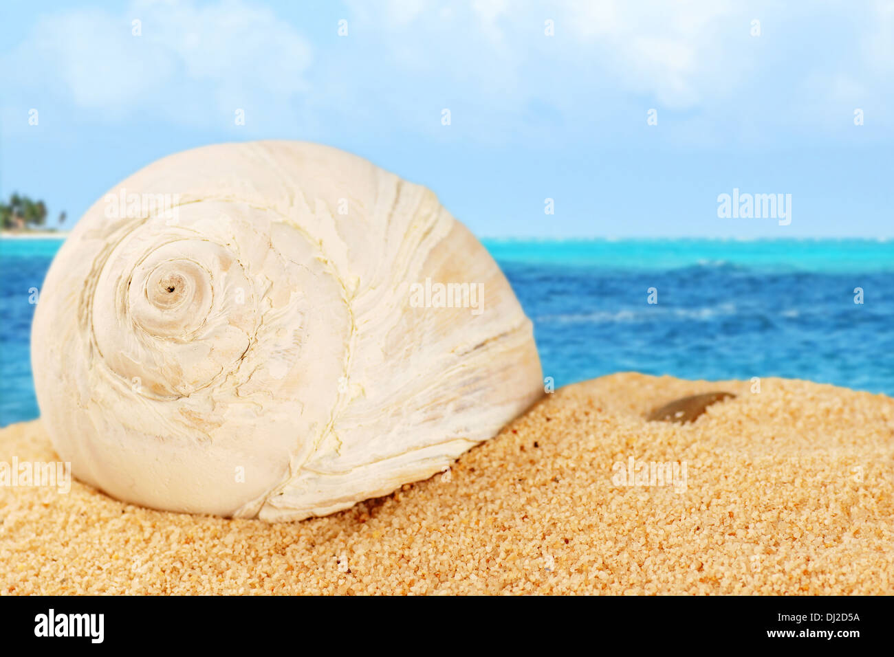 Large snail shell on the beach sand with Caribbean sea background Stock ...