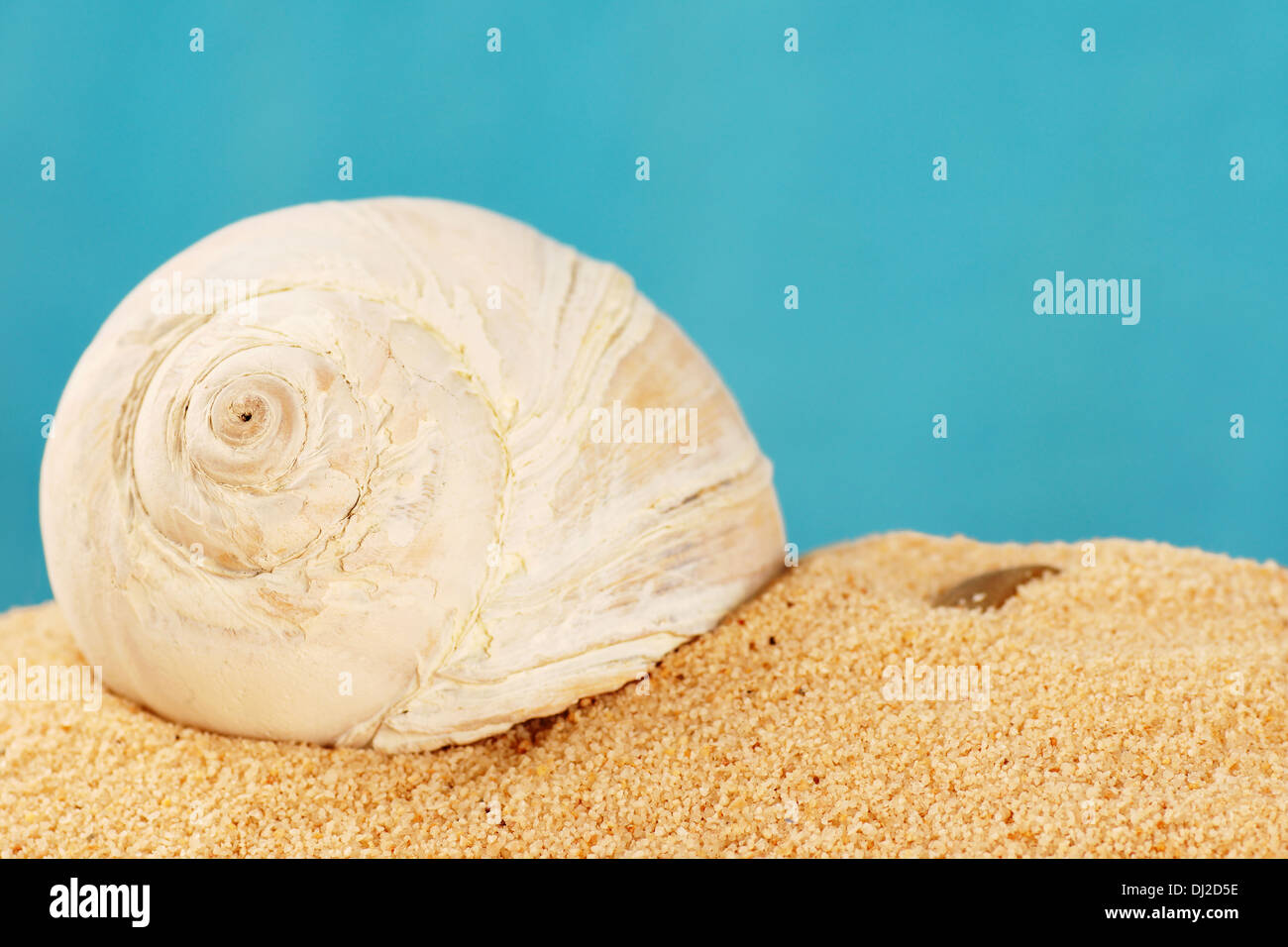 Large snail shell on the beach sand Stock Photo - Alamy