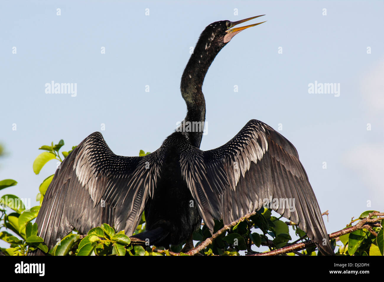 Anhinga waterbird wading hi-res stock photography and images - Alamy