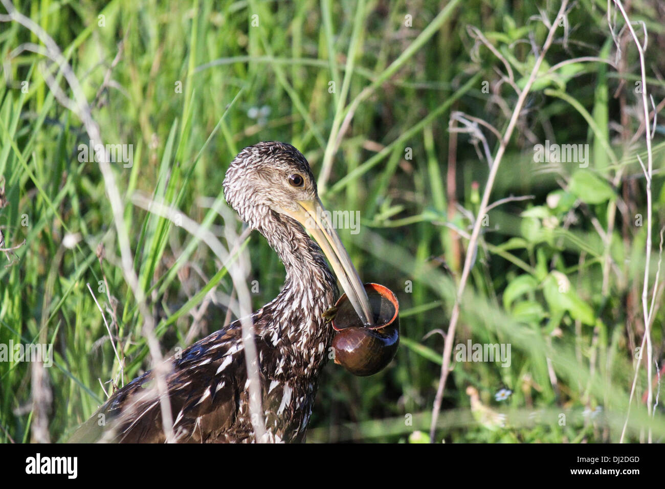 Limpkin eating hi-res stock photography and images - Alamy