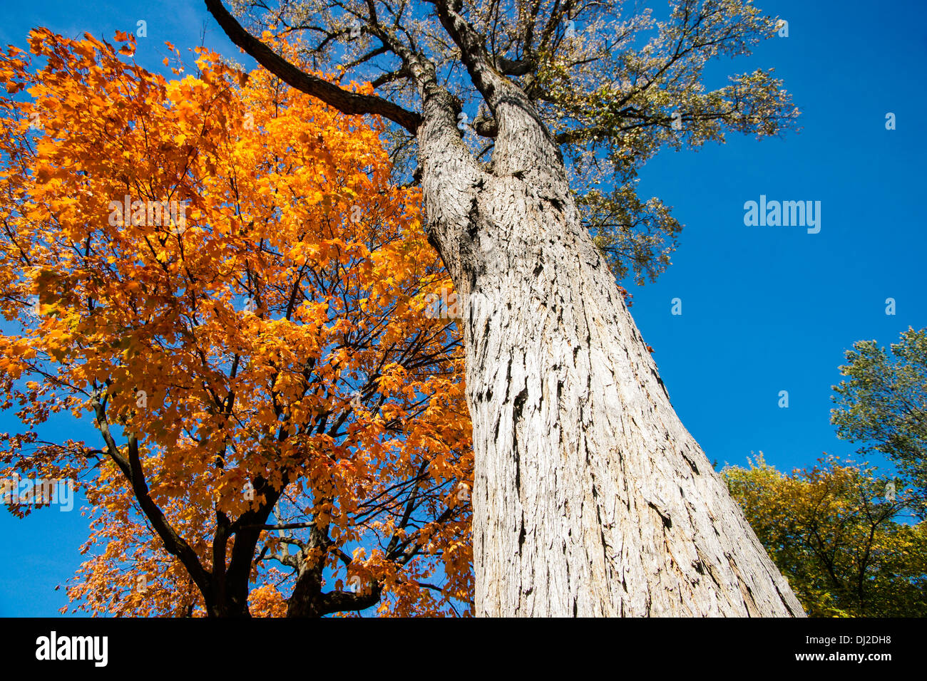Trees with autumn foliage Stock Photo - Alamy