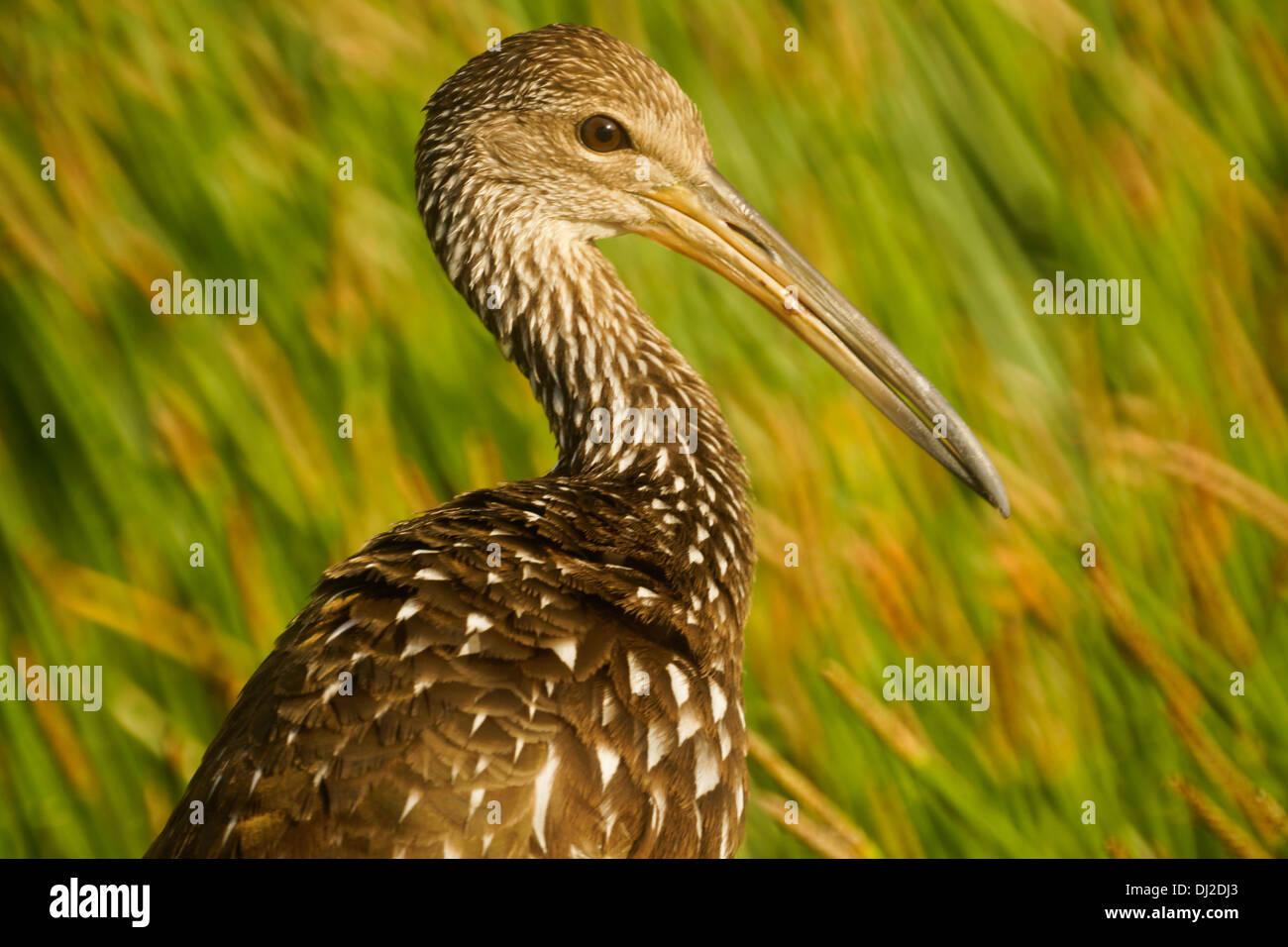 Limpkin close up hi-res stock photography and images - Alamy