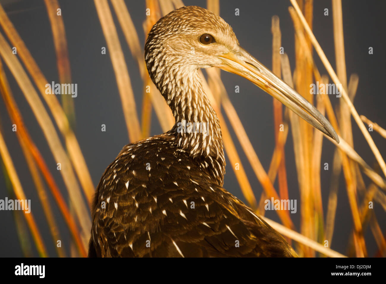 Close-up of a limpkin (Aramus guarauna Stock Photo - Alamy