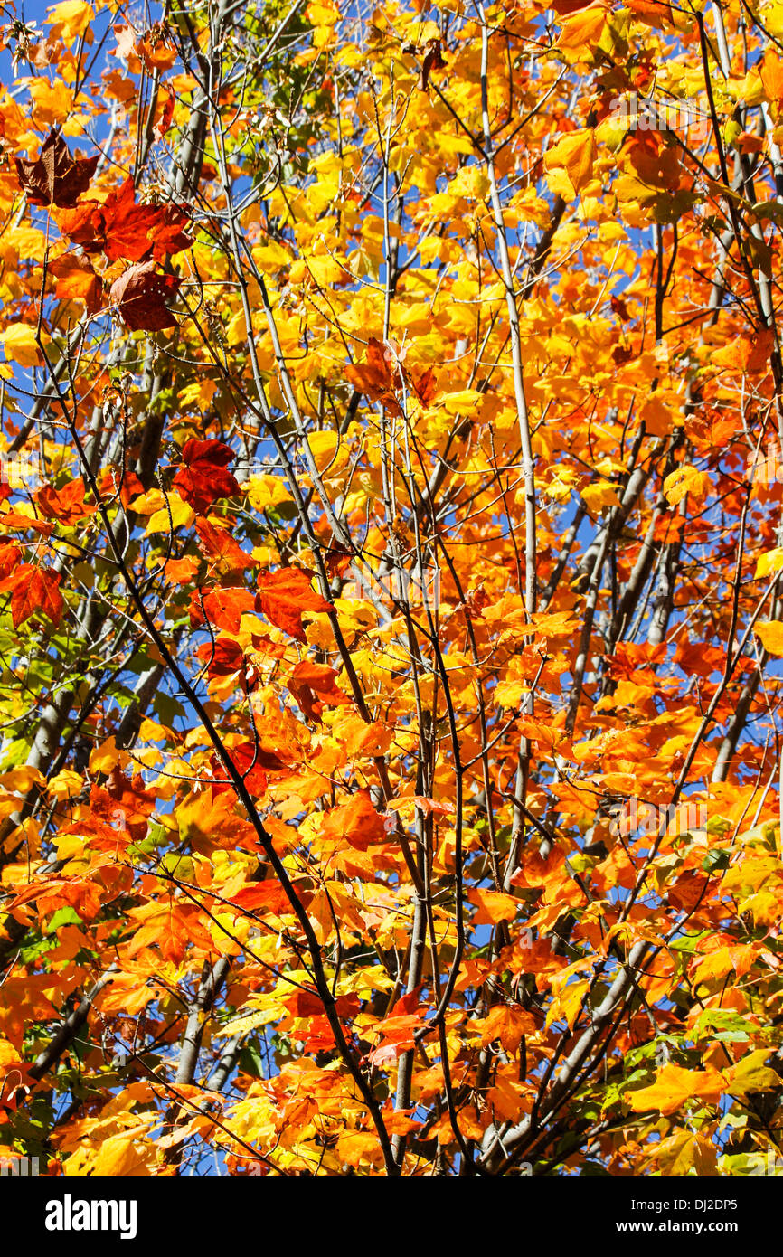 Tree of the maple hi-res stock photography and images - Alamy