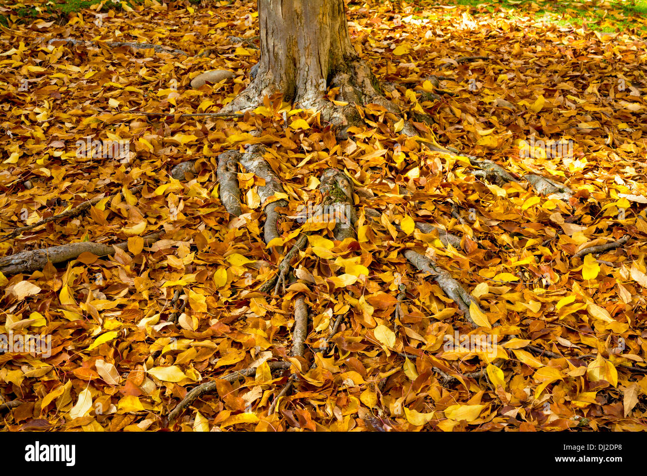 Nature in fall leaves on the ground Stock Photo - Alamy
