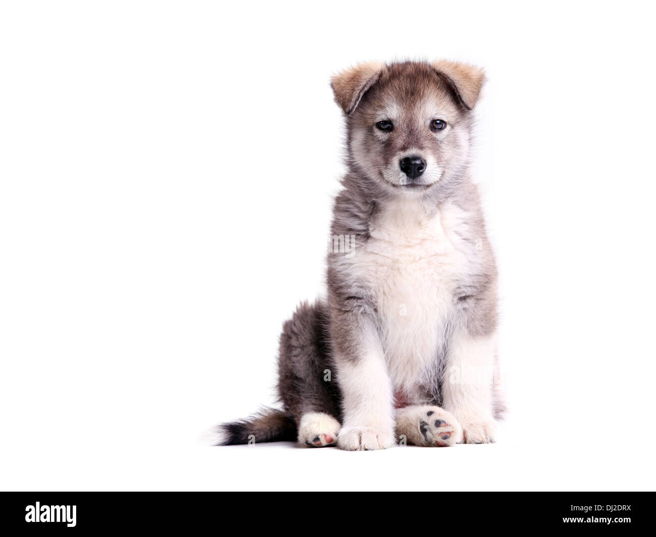 Malamute Lab Mix Puppies
