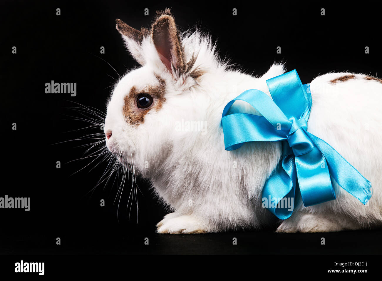 White fancy rabbit with a ribbon over black background Stock Photo - Alamy