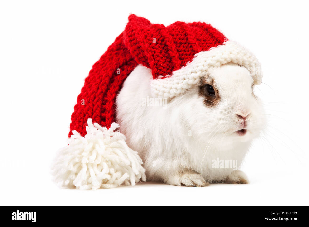 White fancy rabbit in a knitted cap over white Stock Photo - Alamy