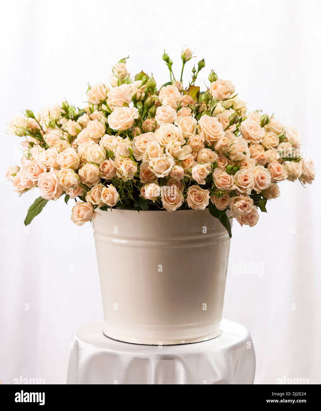 Bunch of creamy roses in a bucket over white background Stock Photo - Alamy