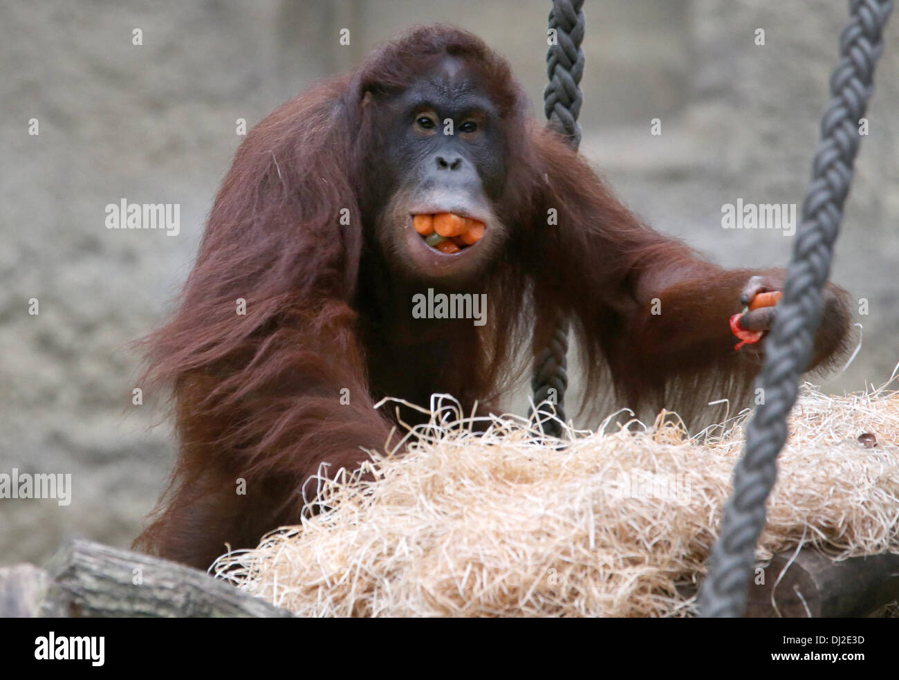 08 nov 2012 hi-res stock photography and images - Alamy