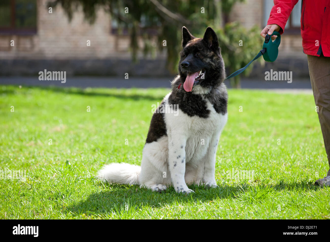American akita hi-res stock photography and images - Alamy
