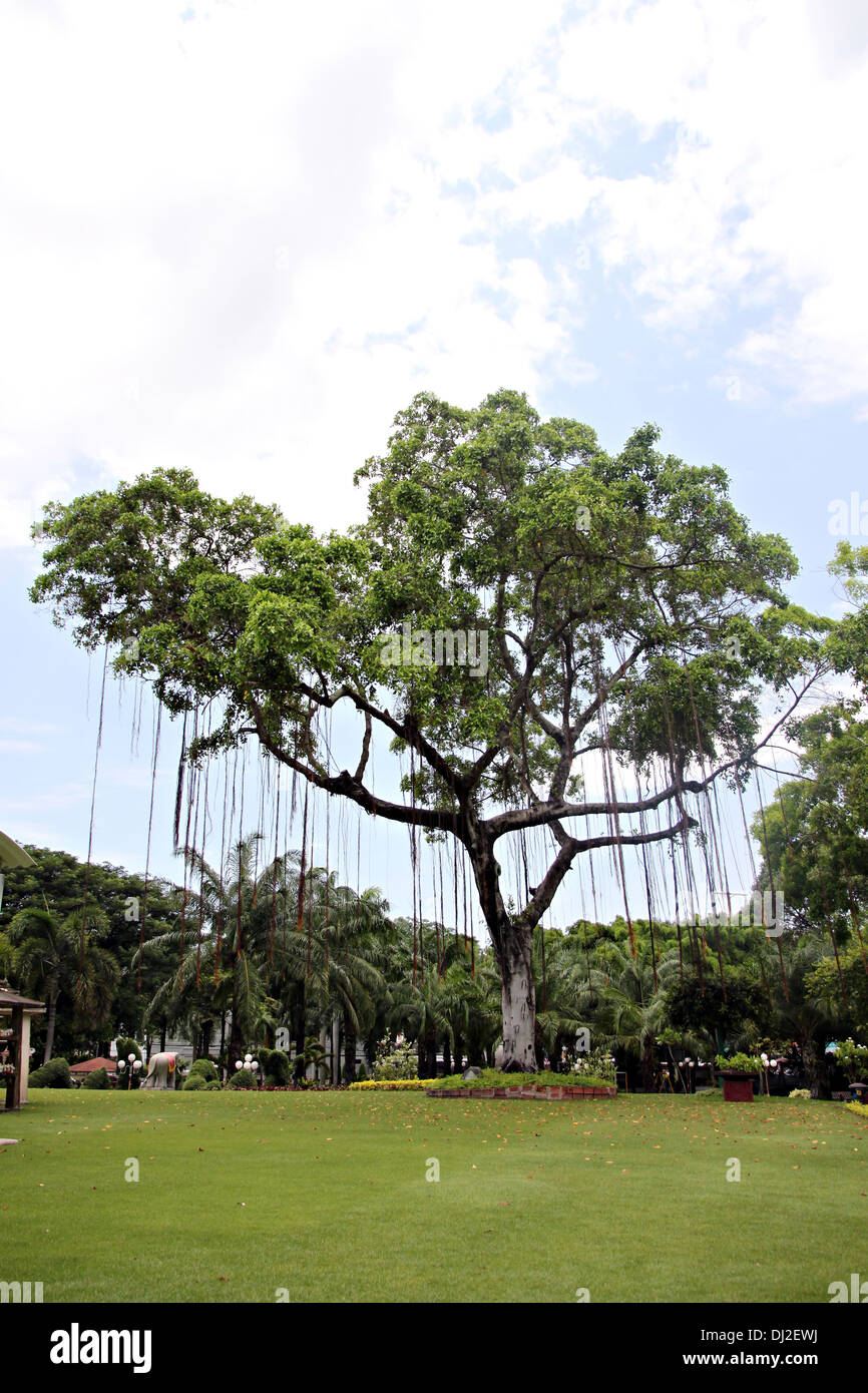 Picture Big Tree in the garden and Green grass Stock Photo - Alamy
