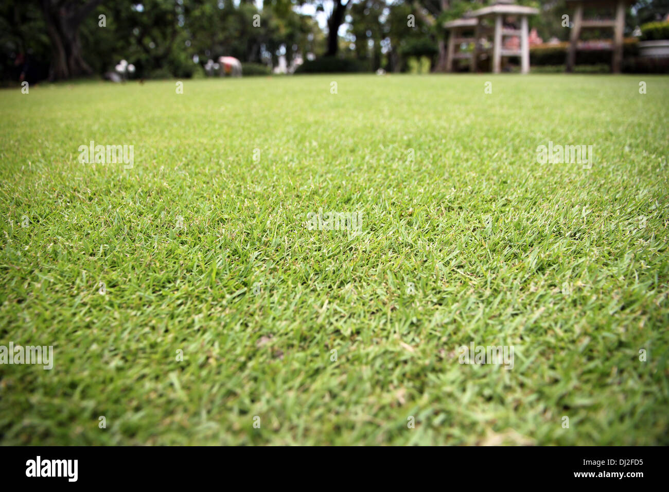 Closeup picture of grass hi-res stock photography and images - Alamy