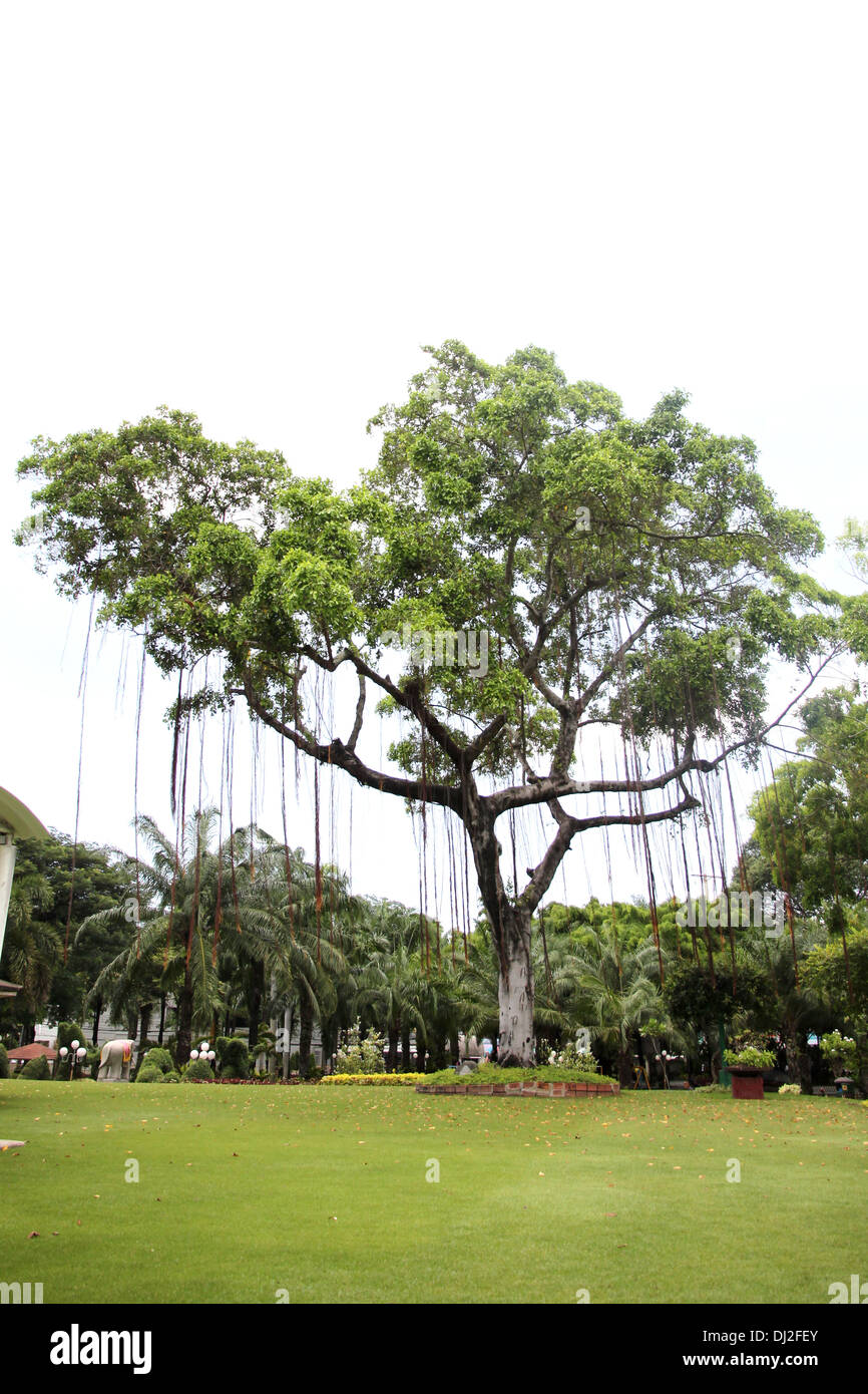 Picture Big Tree in the garden and Green grass Stock Photo - Alamy