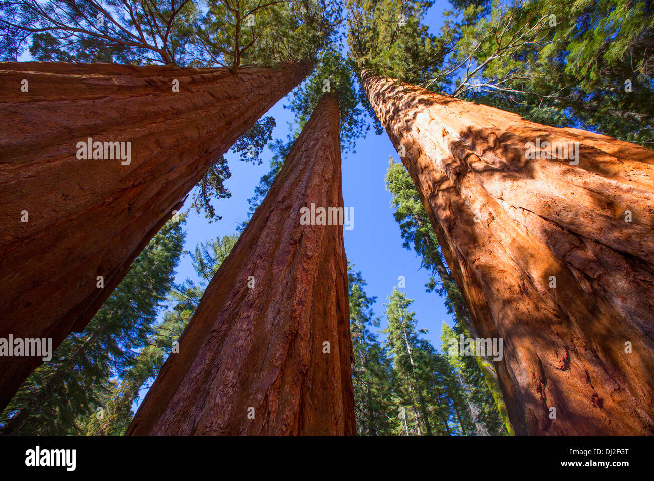 Sequoias in California view from below at Mariposa Grove of Yosemite ...