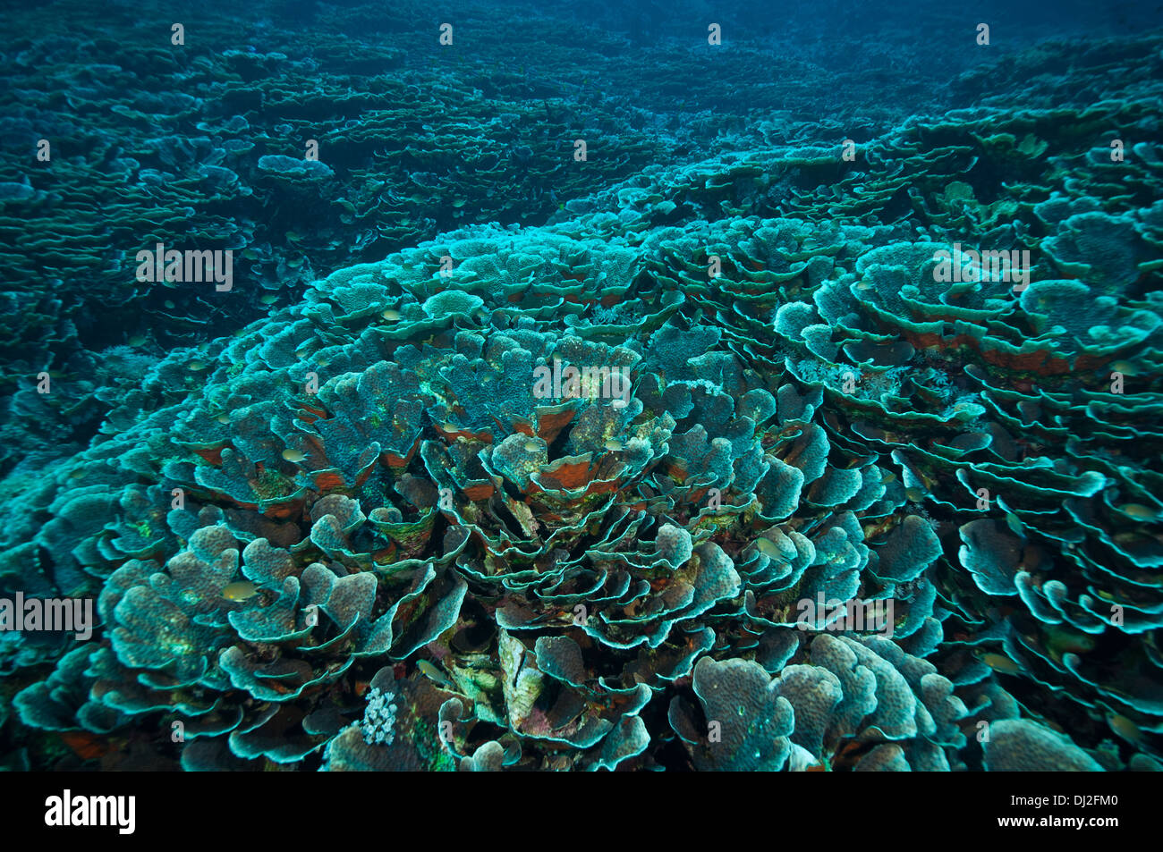 Large colonies of fragile hard corals, Maratua, Kalimantan, Indonesia ...