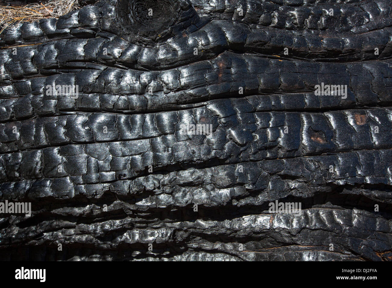 burned charred redwood trunk in Yosemite Mariposa grove California ...