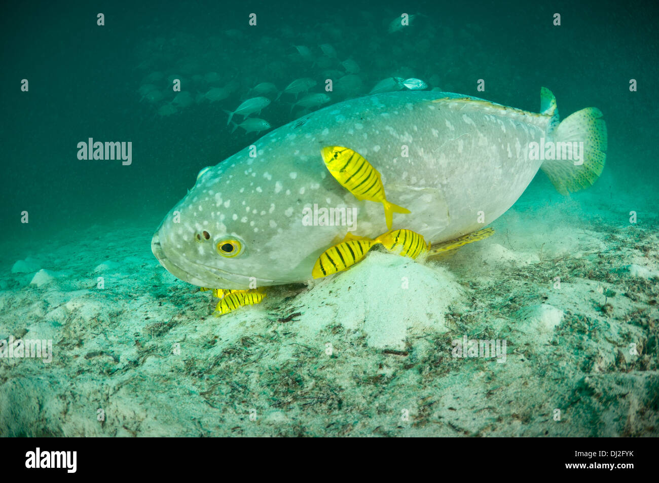 A giant grouper rubbing its body against the sand to remove parasites ...