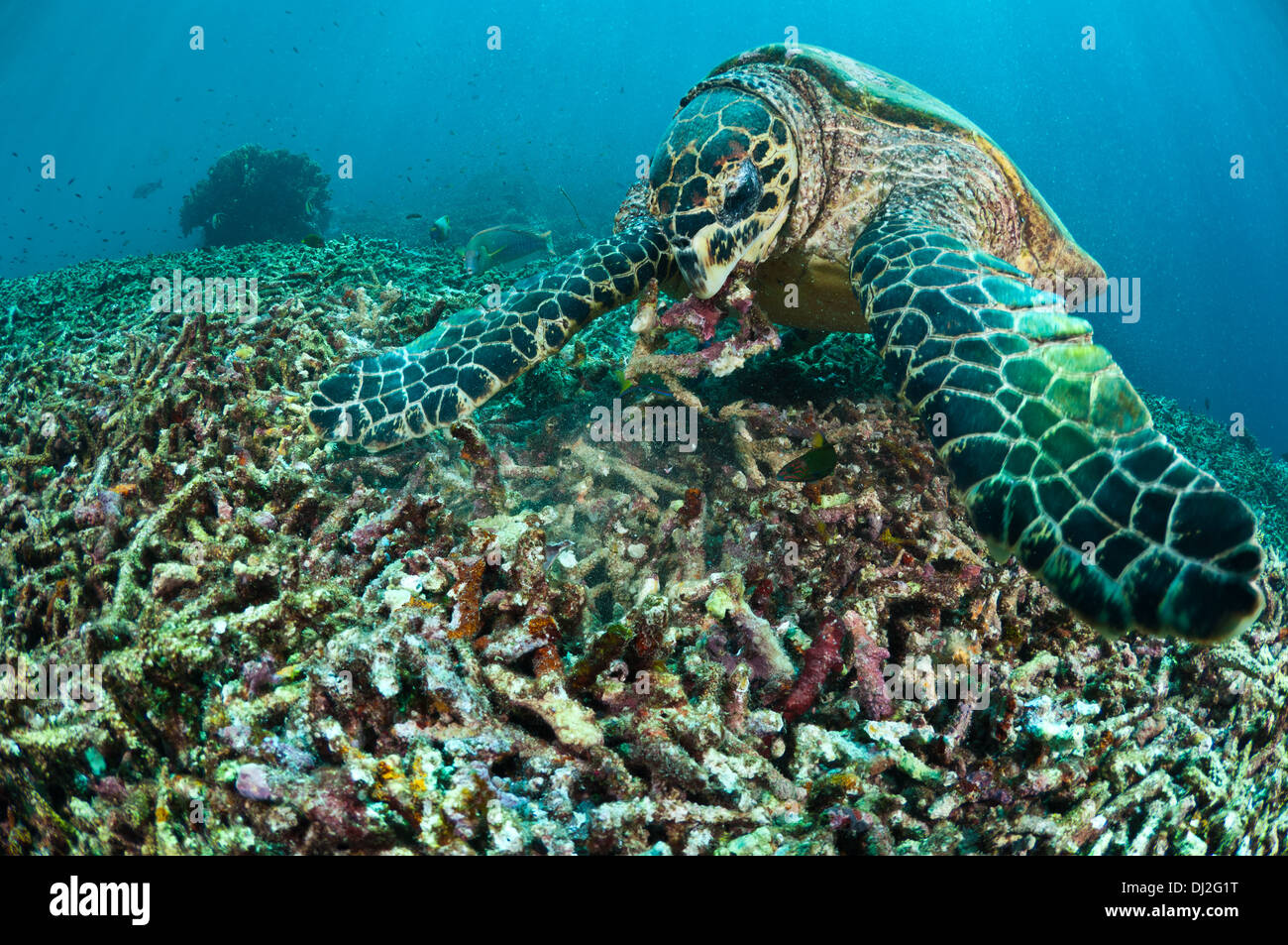 Feeding hawksbill turtle, Sipadan, Sabah, Malaysia Stock Photo - Alamy