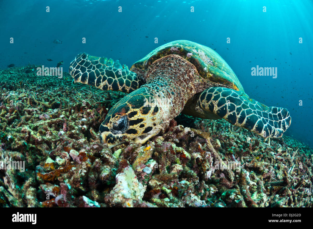 Feeding hawksbill turtle, Sipadan, Sabah, Malaysia Stock Photo - Alamy