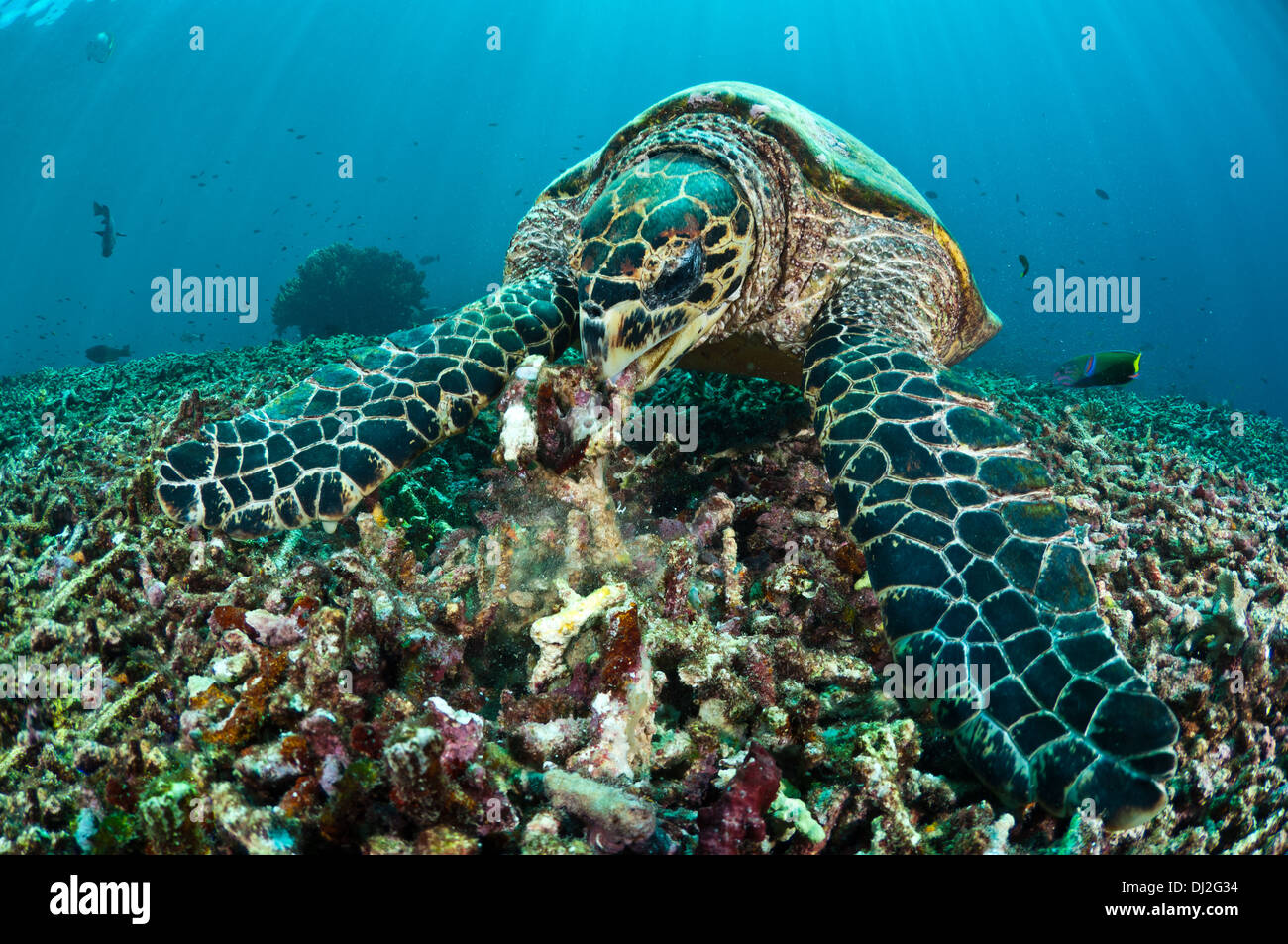Feeding hawksbill turtle, Sipadan, Sabah, Malaysia Stock Photo - Alamy