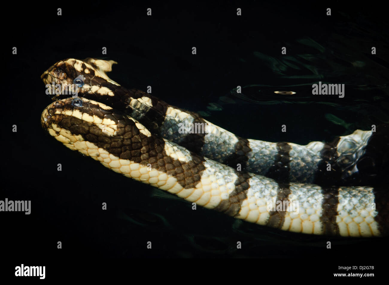 Banded sea krait swimming at the surface, Maratua, Kalimantan ...