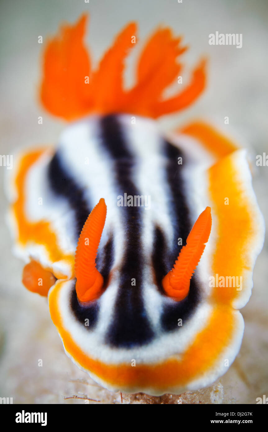 Magnificent nudibranch hi-res stock photography and images - Alamy