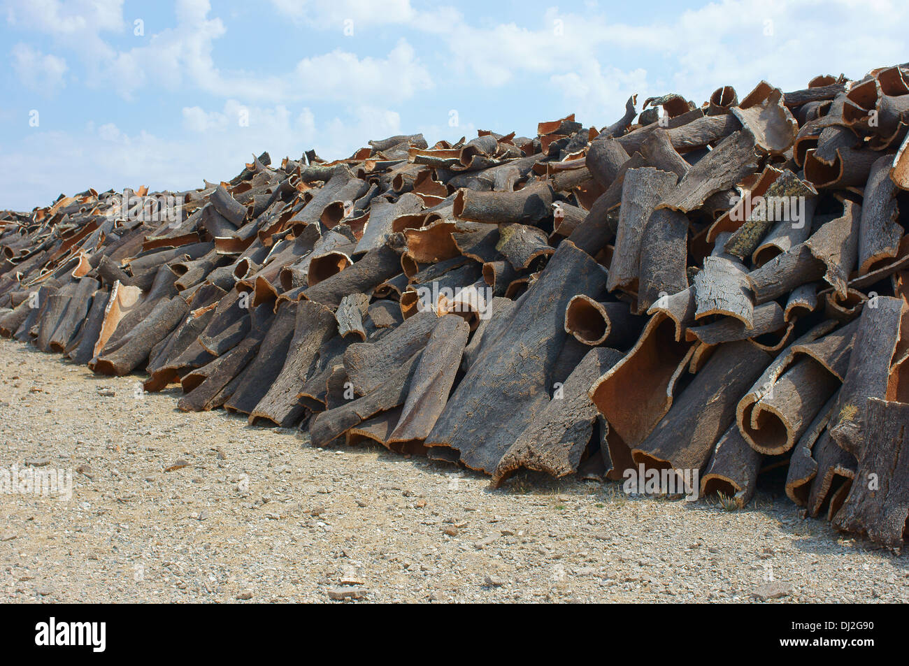 Stacked cork oak bark Algerve Portugal Quercus suber Stock Photo - Alamy