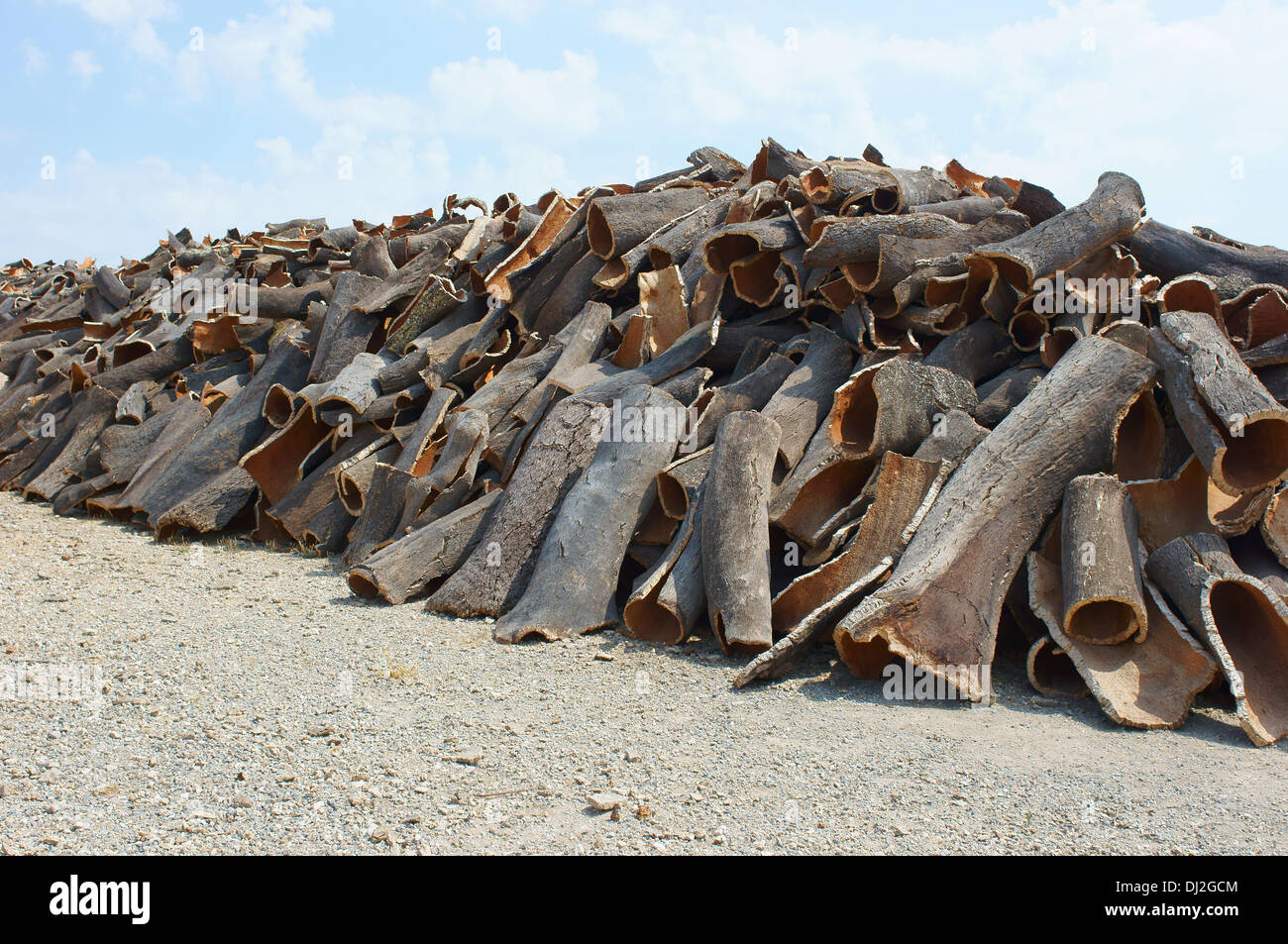 Stacked cork oak bark Algerve Portugal Quercus suber Stock Photo - Alamy