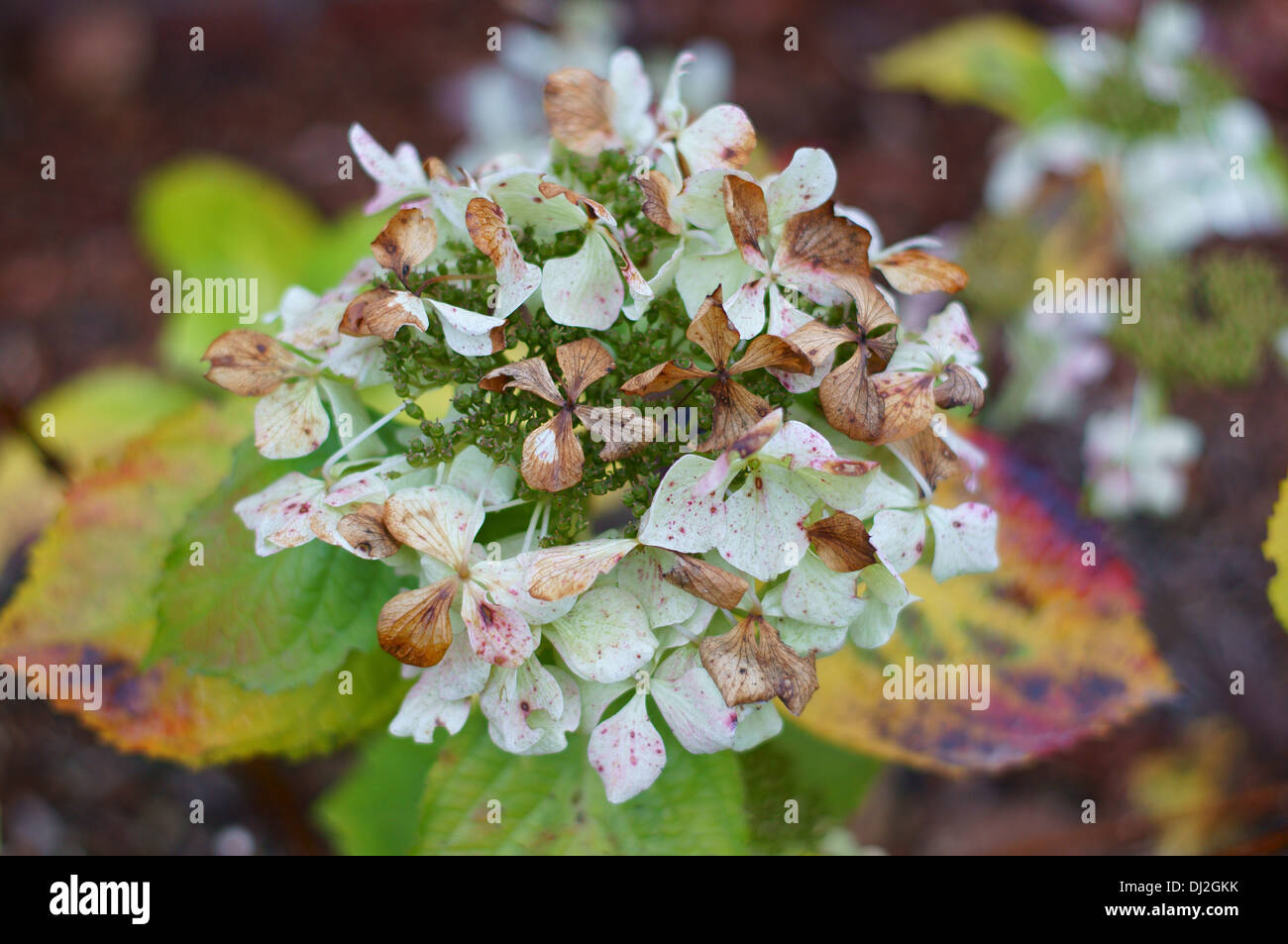 Multicolor colorful autumn hydrangea Stock Photo - Alamy