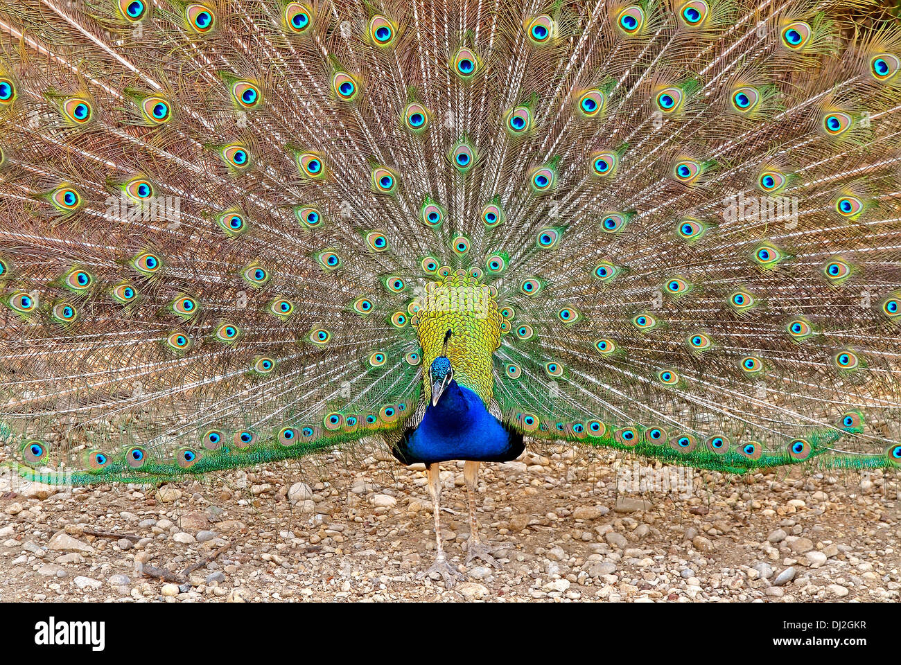 Peacock mating ritual hi-res stock photography and images - Alamy
