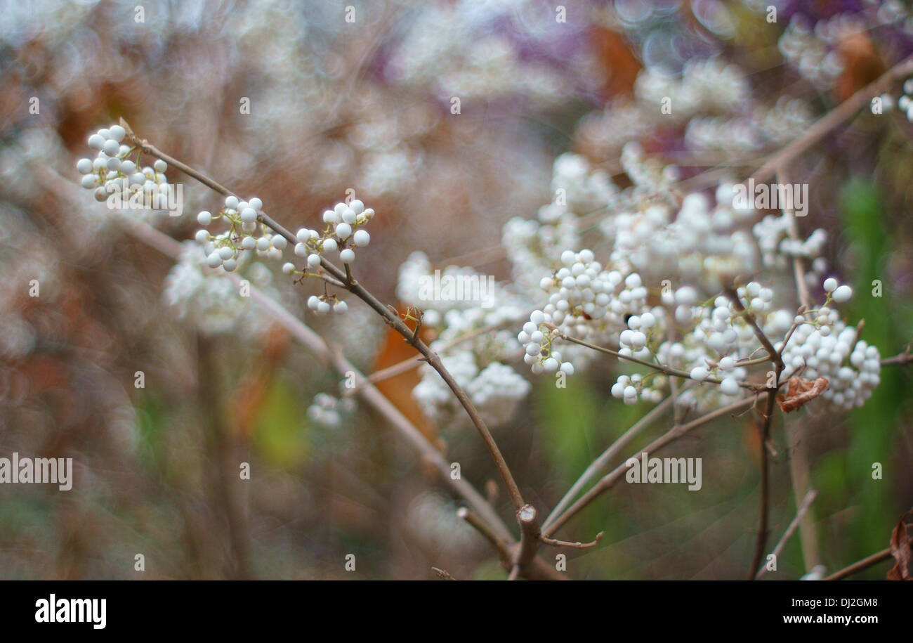 Callicarpa japonica leucocarpa autumn hi-res stock photography and ...