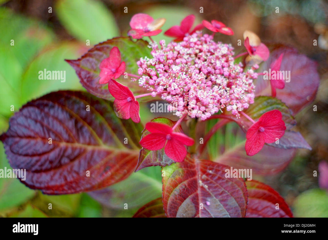 Hydrangea autumn hi-res stock photography and images - Alamy