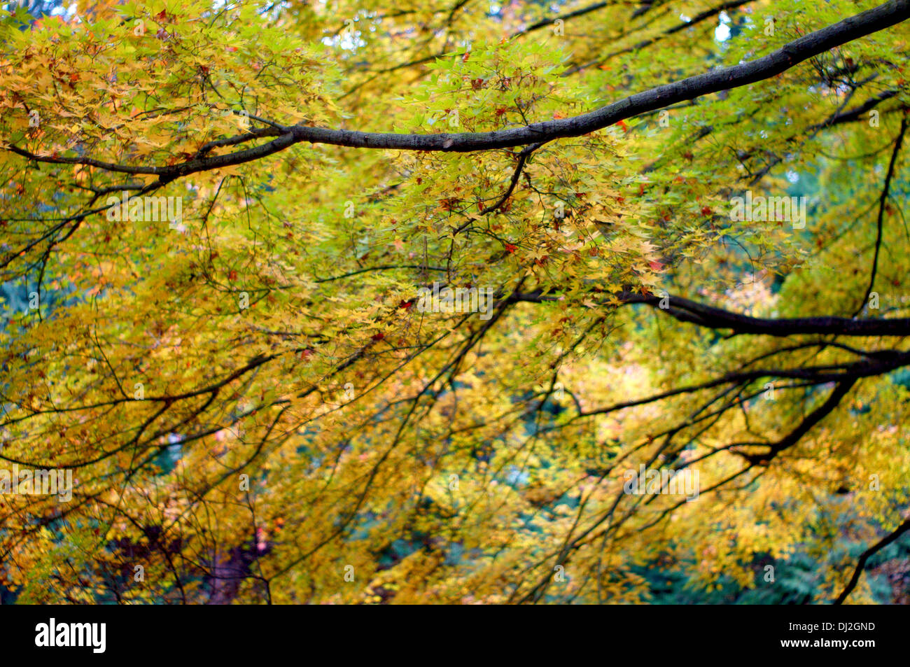 Yellow japanese maple autumn leaves Stock Photo - Alamy