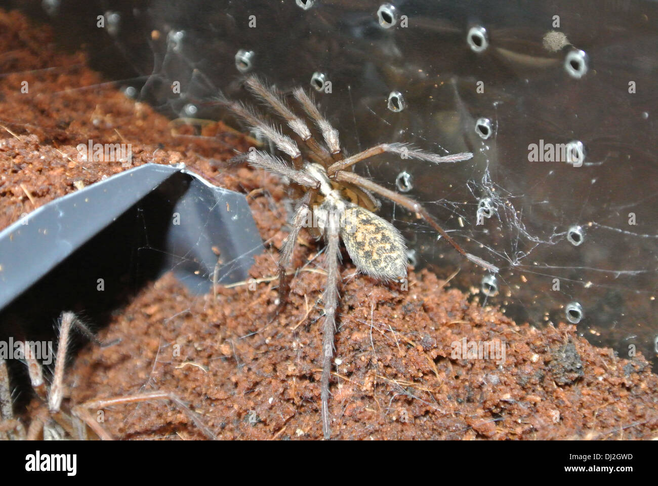large gravid female house spider finding a mate (female house spider ...