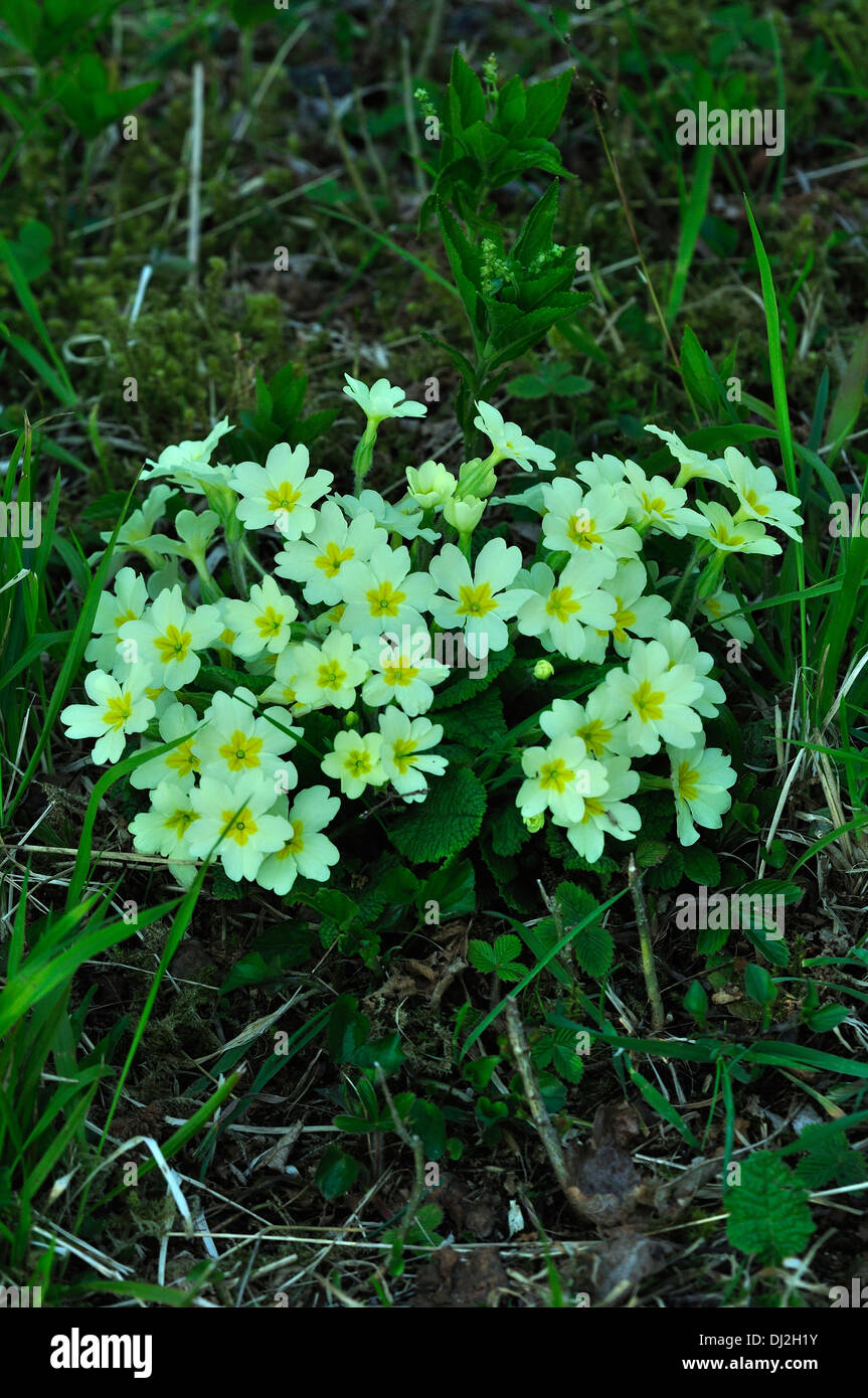 Primrose native spring flower hi-res stock photography and images - Alamy