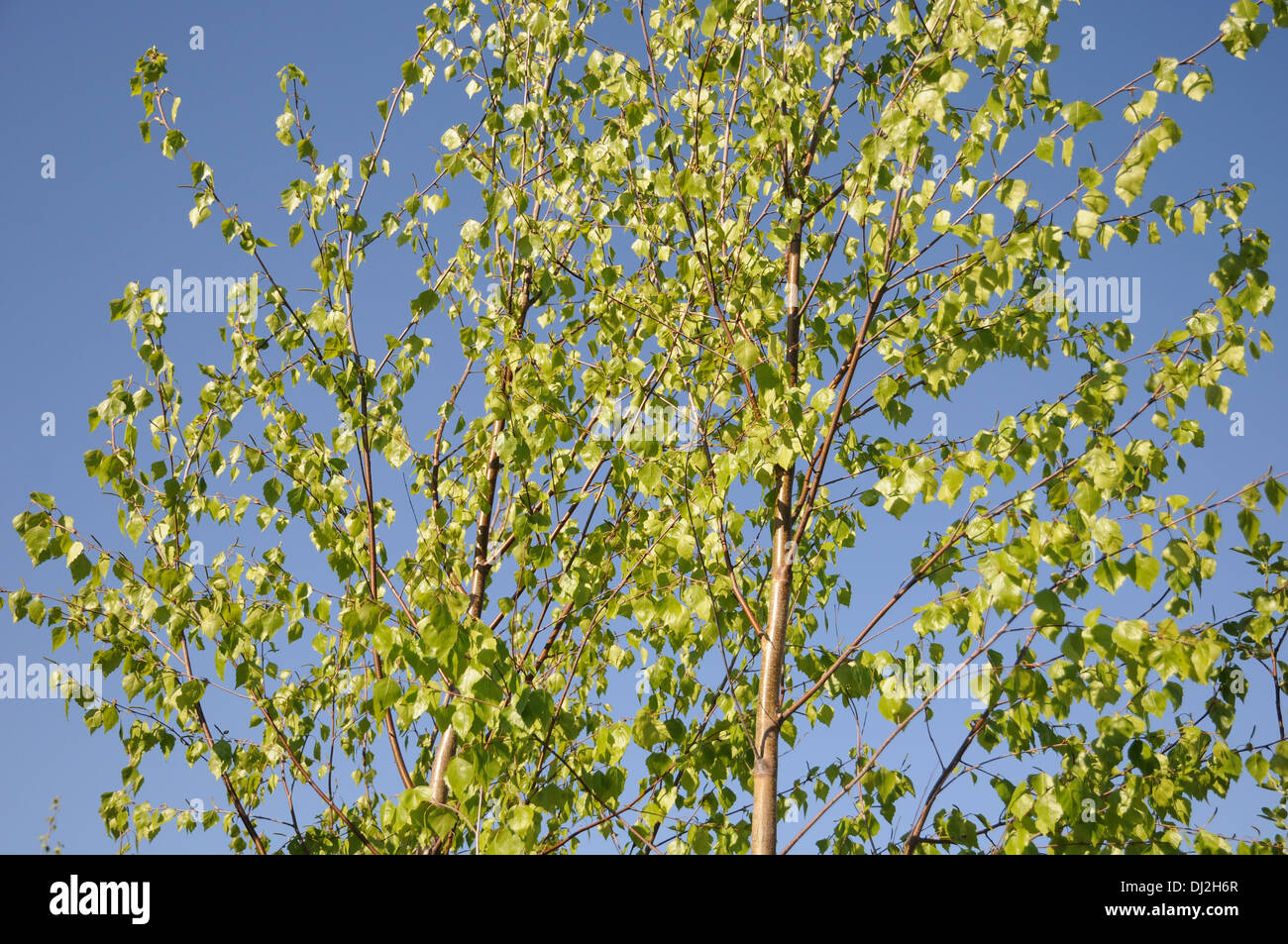 Hangebirken hi-res stock photography and images - Alamy