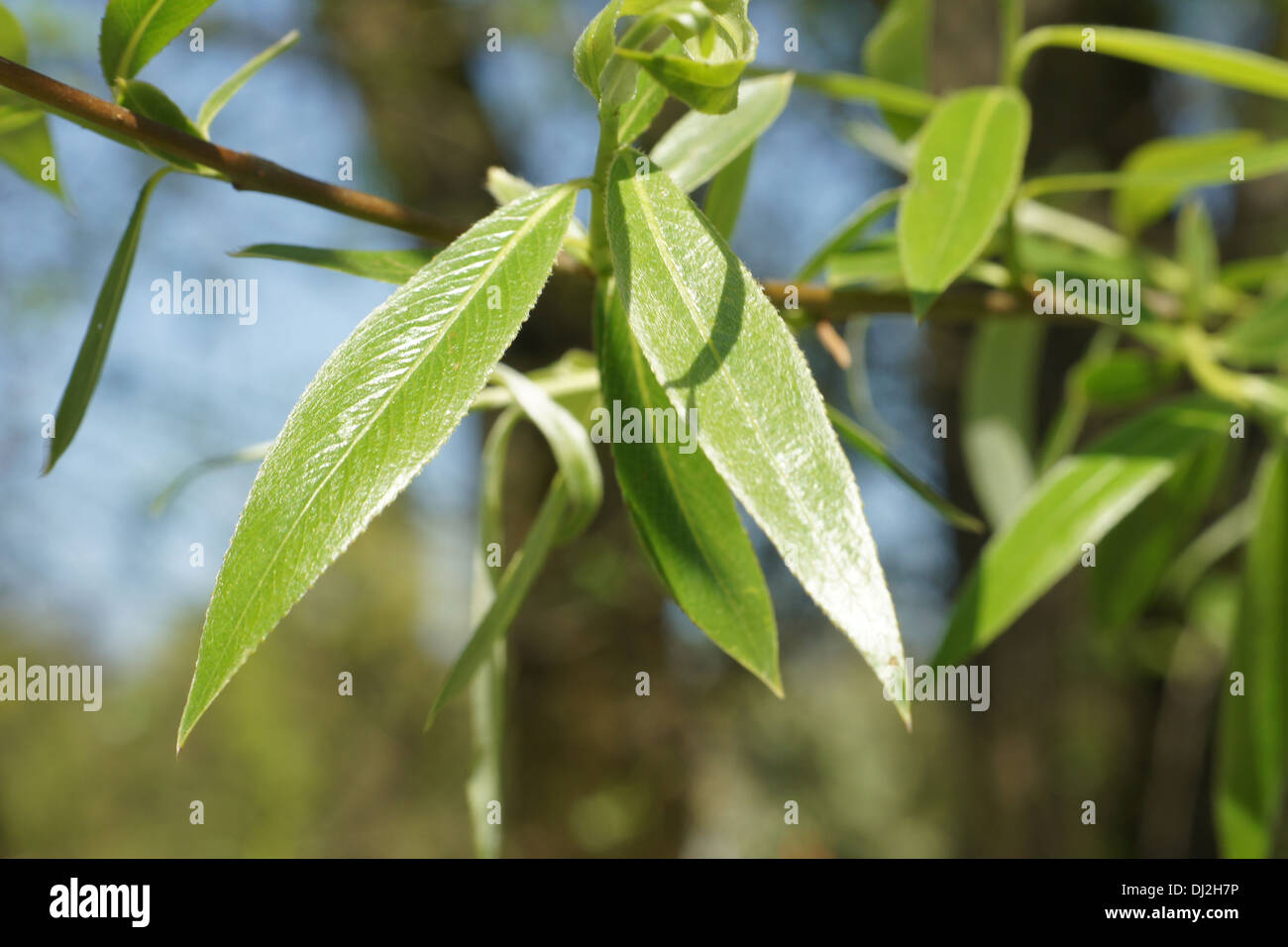 Silberweiden shrub hi-res stock photography and images - Alamy