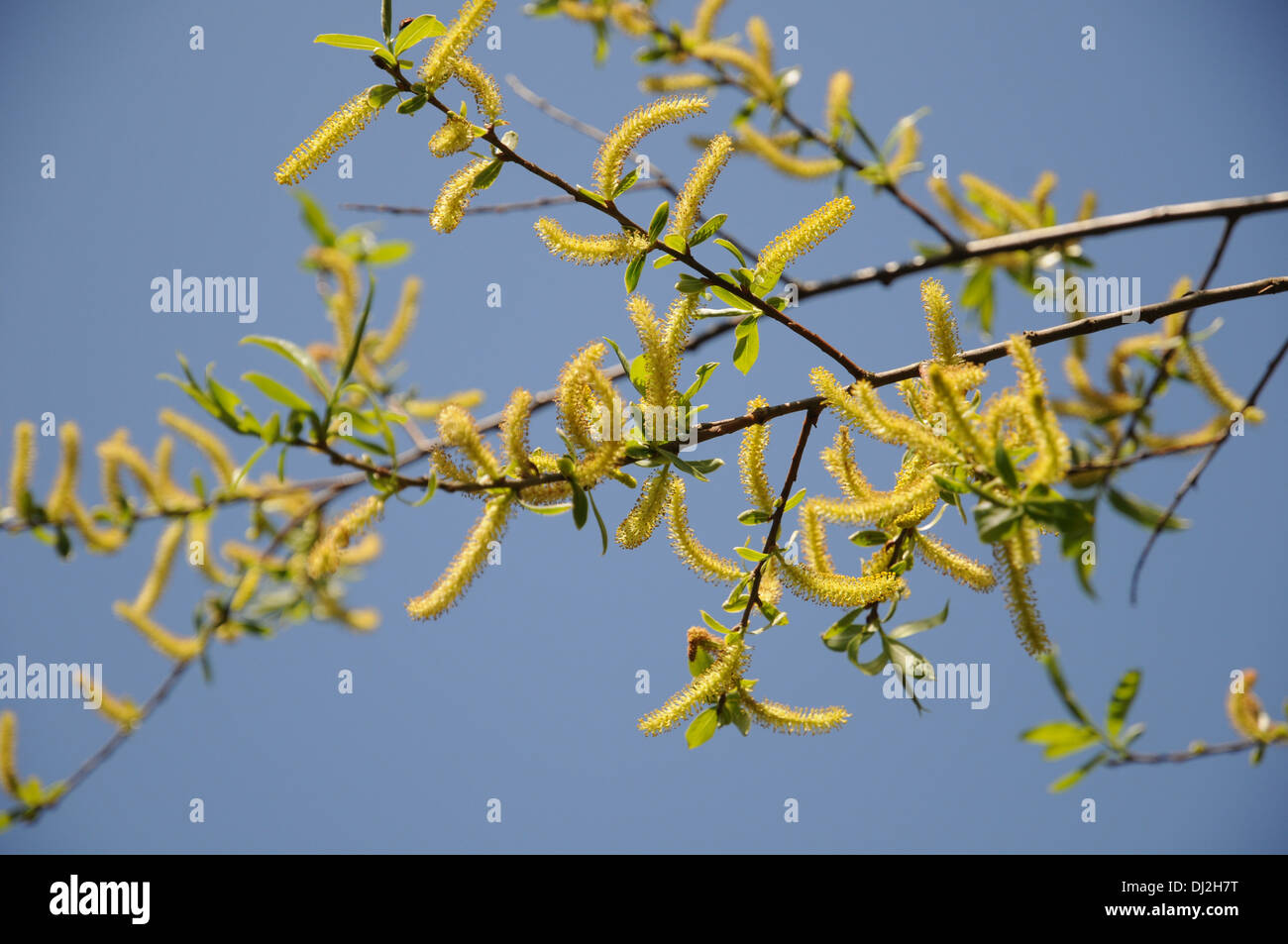 Silberweiden shrub hi-res stock photography and images - Alamy