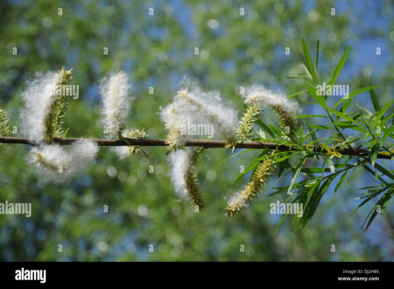 Silver willow hi-res stock photography and images - Alamy