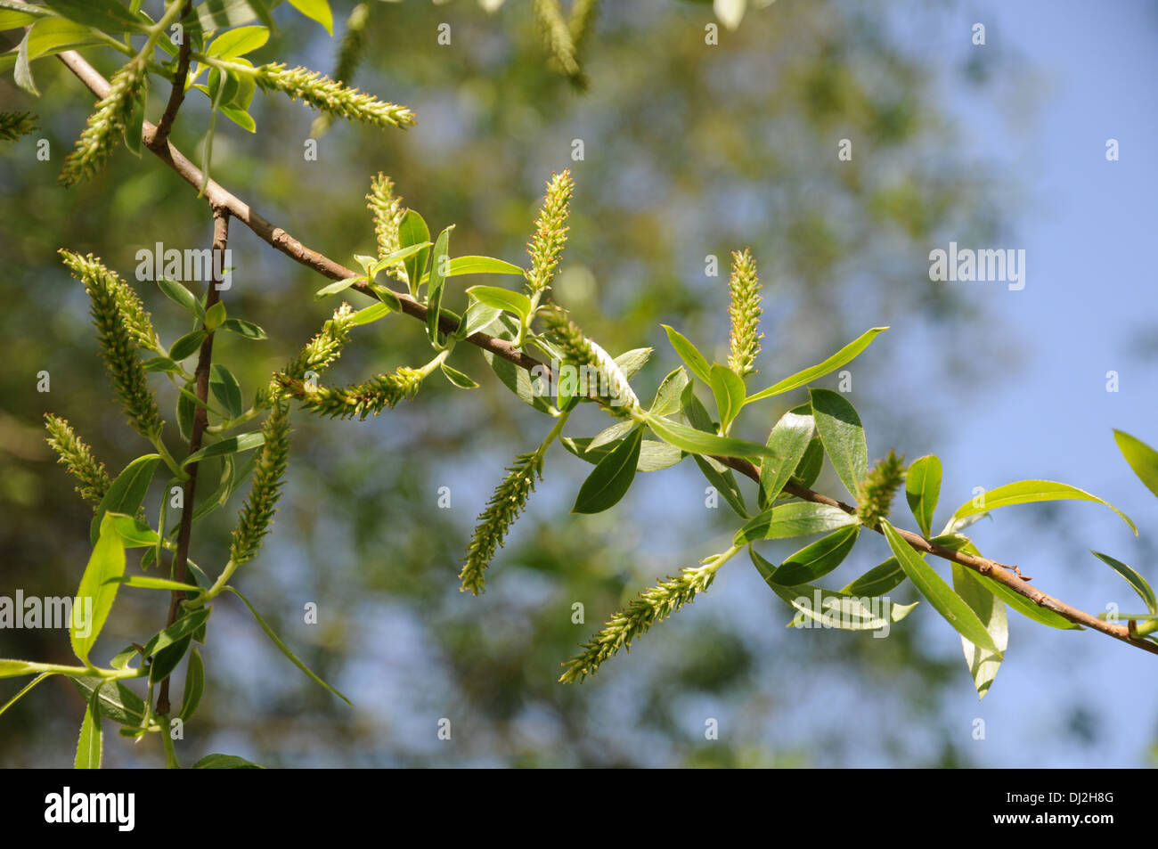 Silberweiden shrub hi-res stock photography and images - Alamy