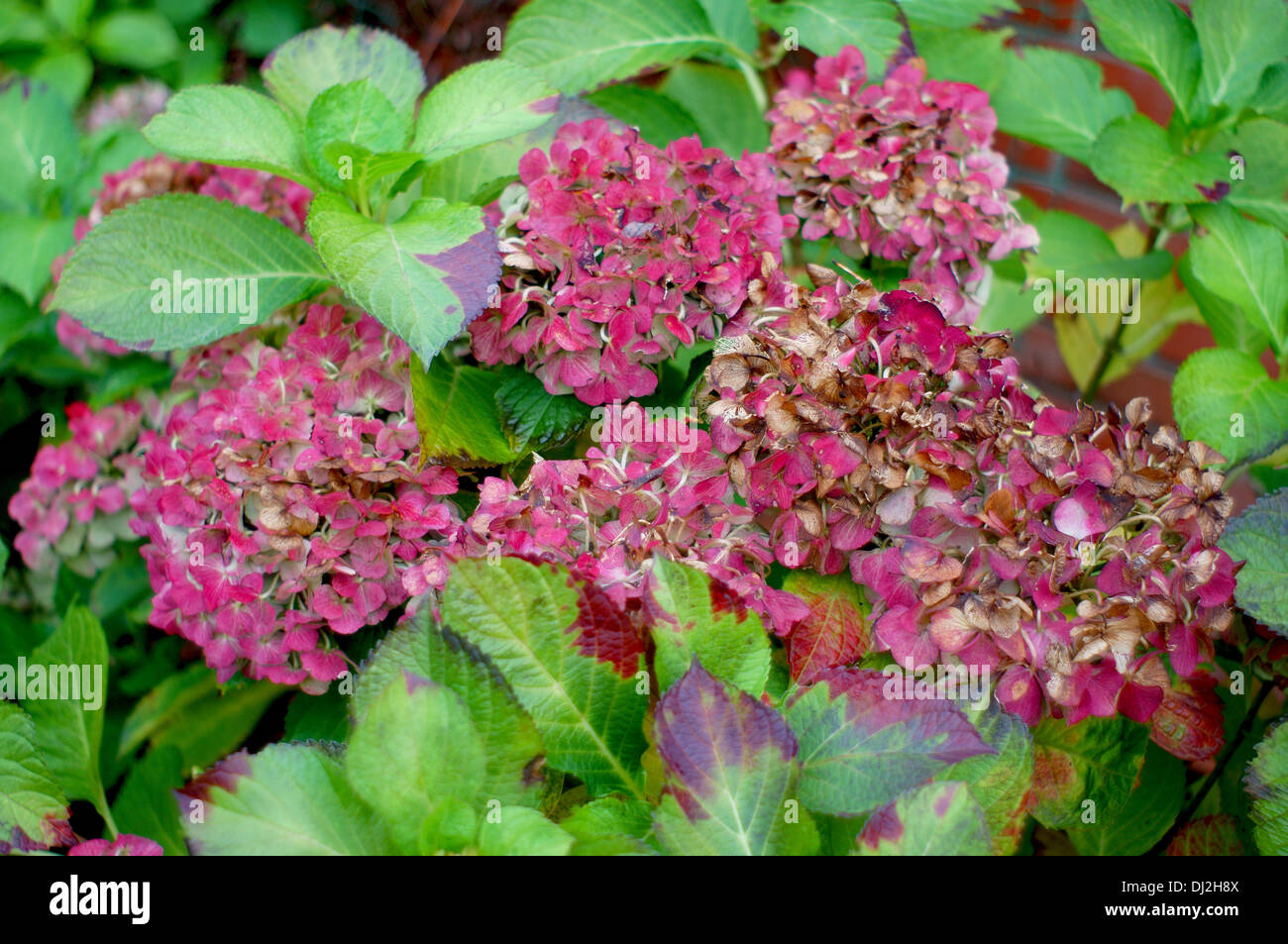 Hydrangea autumn hi-res stock photography and images - Alamy